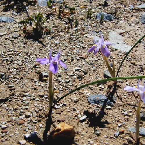 Thread Iris (Moraea setifolia) - Garden.org
