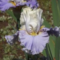 Photo of the bloom of Tall Bearded Iris (Iris 'Enchanted Way') posted ...