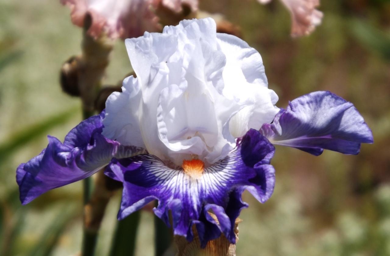 Photo of the bloom of Tall Bearded Iris (Iris 'Café Viva') posted by ...