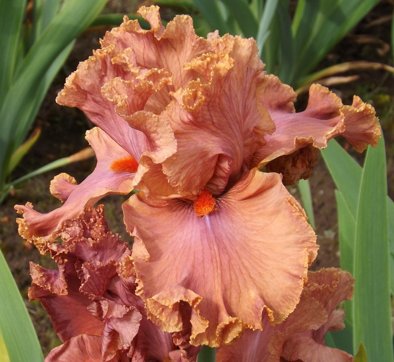 Photo of the bloom of Tall Bearded Iris (Iris 'Copper Clouds') posted ...