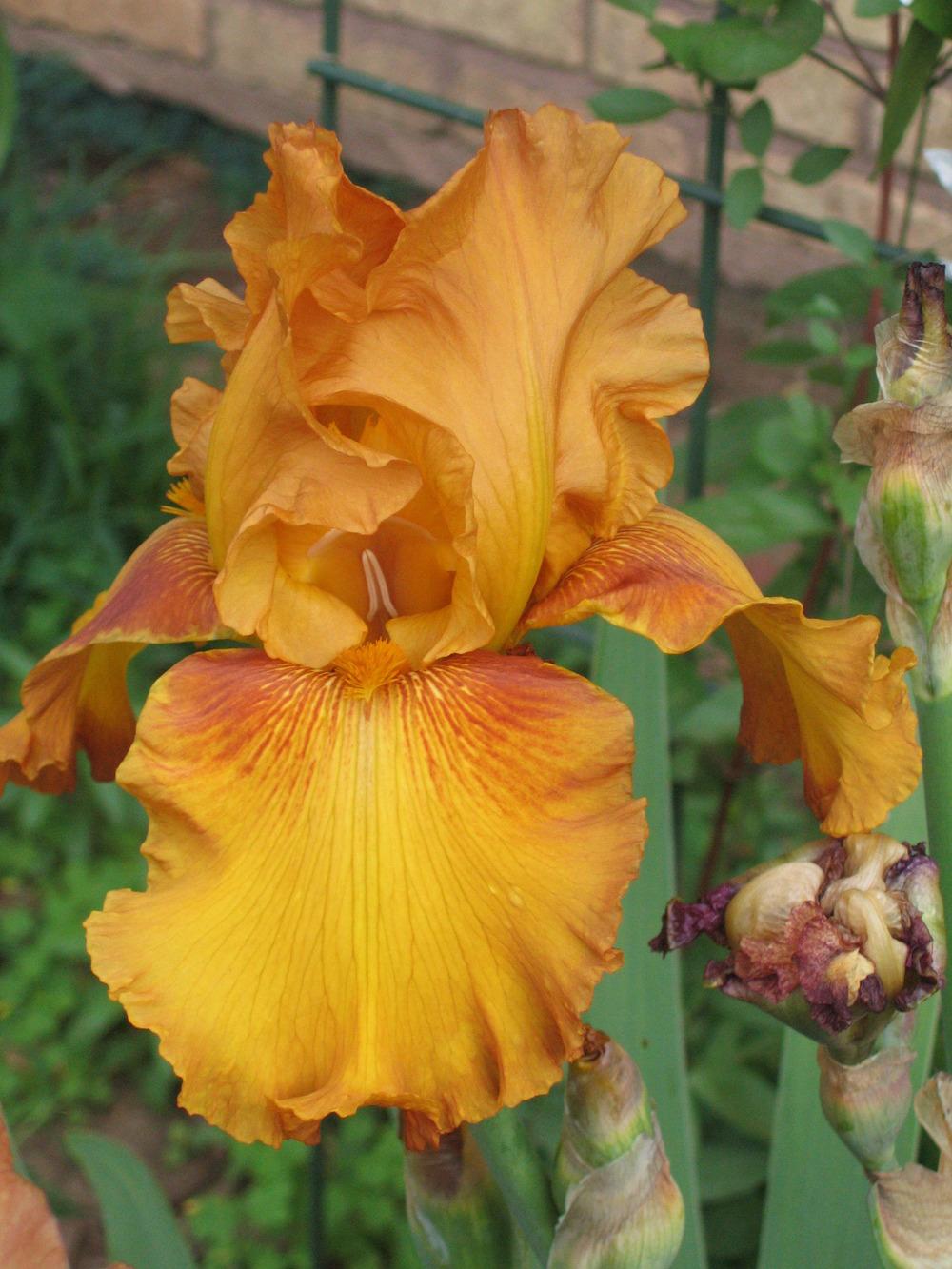 Tall Bearded Iris (Iris 'Fancy Brass') in the Irises Database - Garden.org