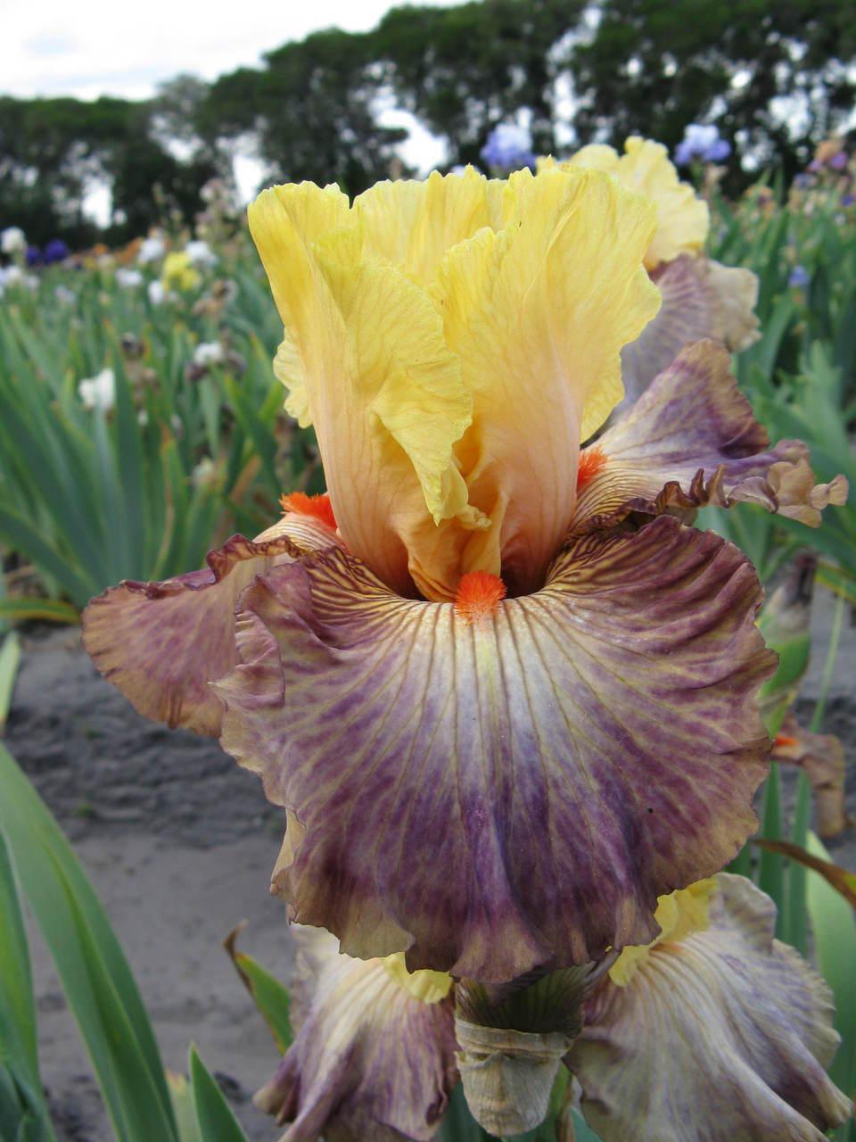 Photo of the bloom of Tall Bearded Iris (Iris 'Samarkand Road') posted ...
