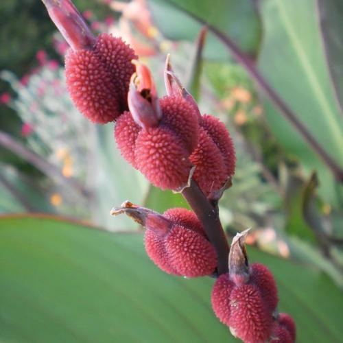 Canna 'Annei-Rubra' in the Cannas Database - Garden.org
