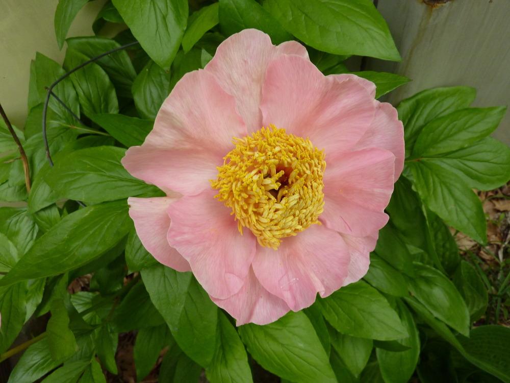 Peony (Paeonia 'Sandra's Gift') in the Peonies Database - Garden.org