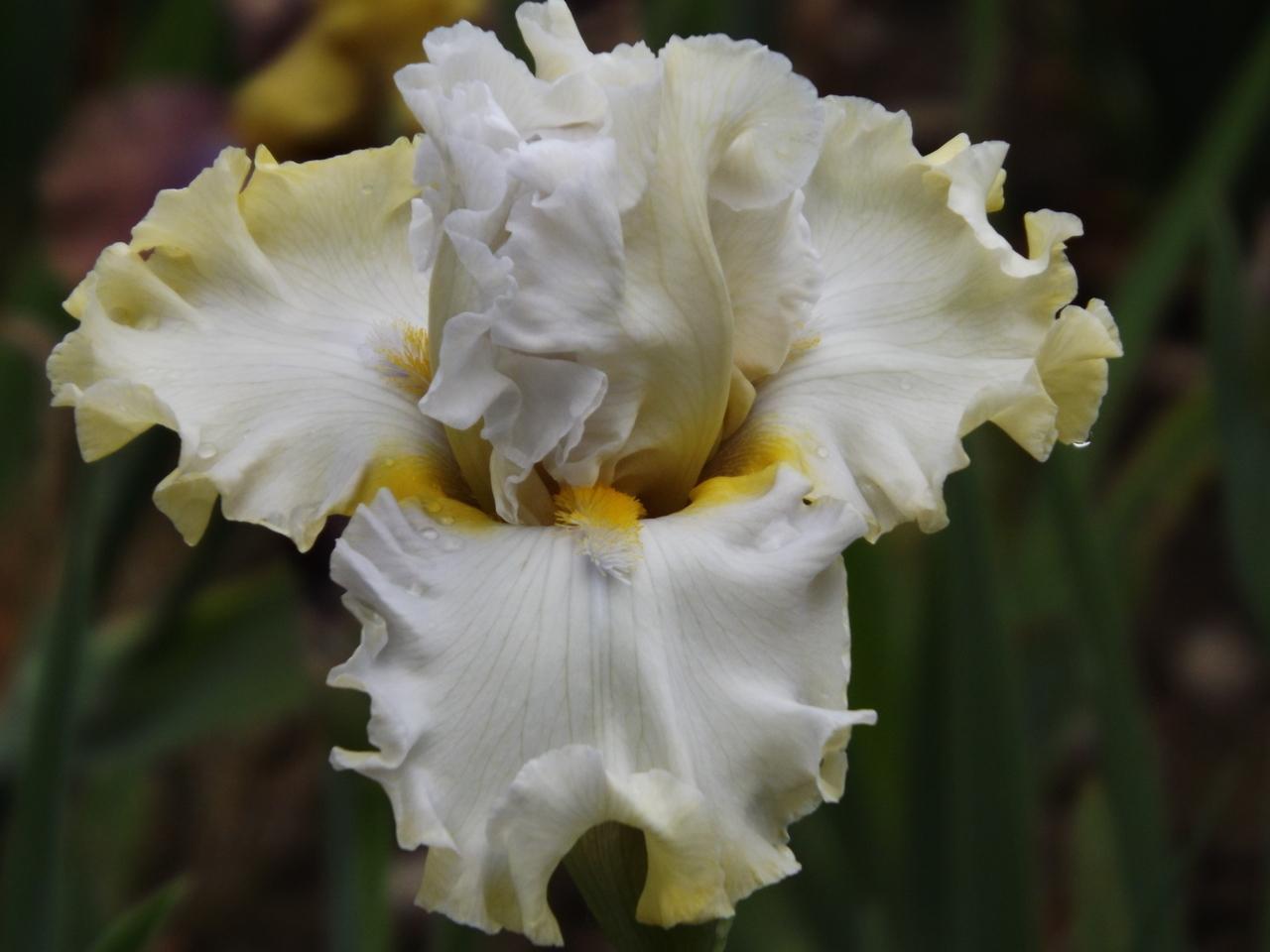 Photo of the bloom of Tall Bearded Iris (Iris 'Sugar Bomb') posted by ...