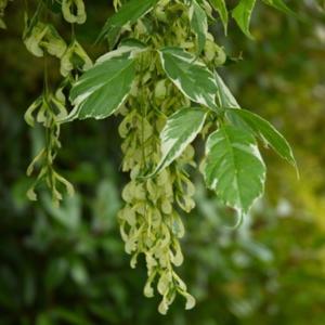 Variegated Box Elder (Acer negundo 'Variegatum') - Garden.org