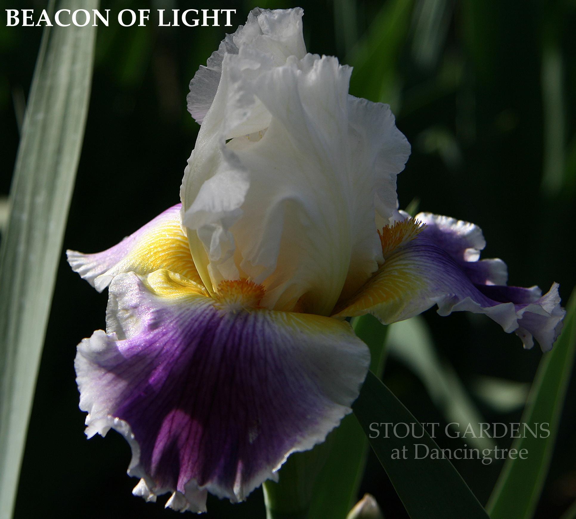 Photo of the bloom of Tall Bearded Iris (Iris 'Beacon of Light') posted ...