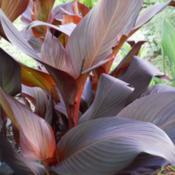 Photo of the bloom of Canna Lily (Canna x generalis Tropicanna® Black ...