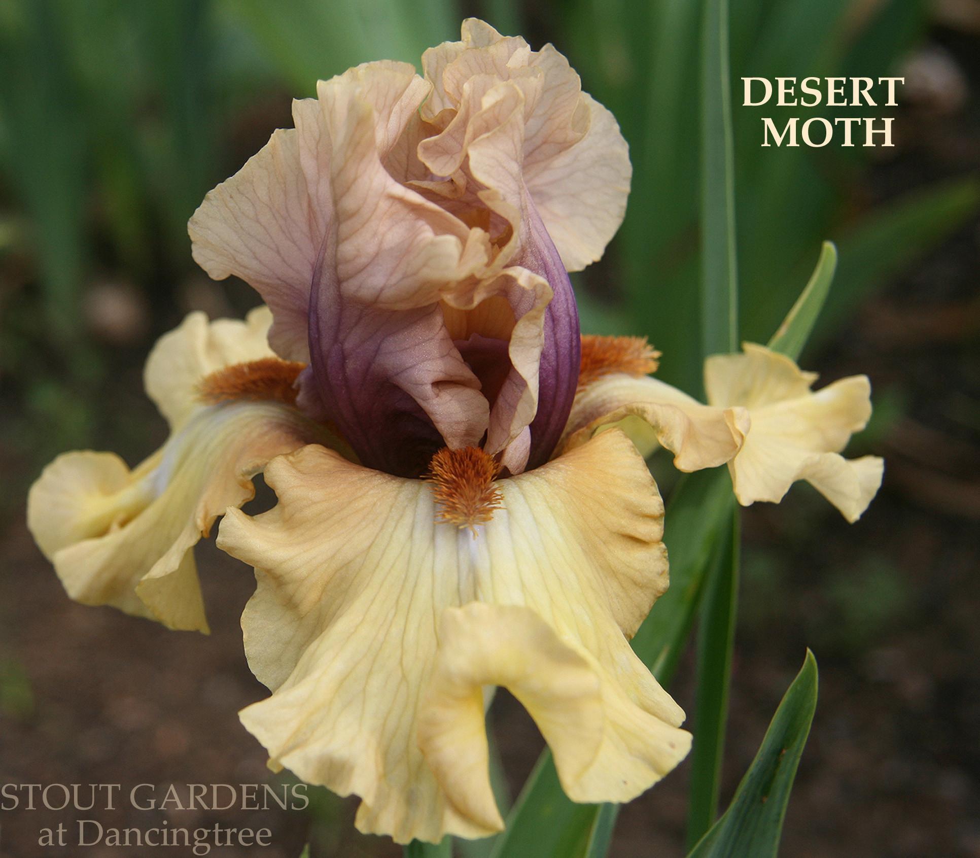 Photo of the bloom of Tall Bearded Iris (Iris 'Desert Moth') posted by ...
