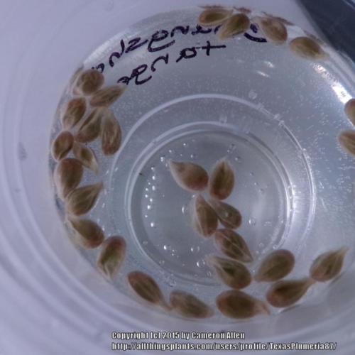 Mandarin Orange (Citrus reticulata 'Changsha') in the Citrus Fruits ...