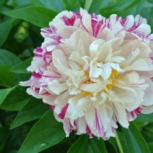Intersectional Peony (Paeonia 'Candy Cane') in the Peonies Database ...