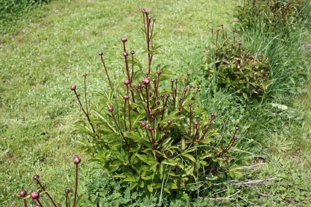 Photo of the entire plant of Peony (Paeonia lactiflora 'Da Fu Gui ...