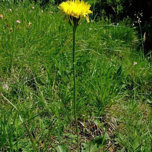 Spotted Hawkweed (Hypochoeris maculata) - Garden.org
