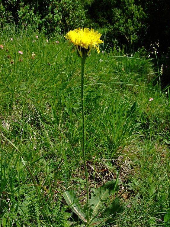 Spotted Hawkweed (Hypochoeris maculata) - Garden.org