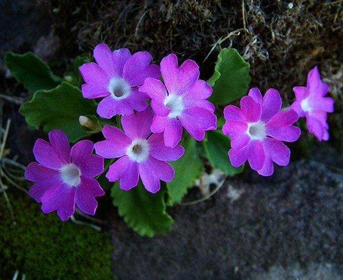 European Alpine Primrose (Primula hirsuta) in the Primroses Database ...