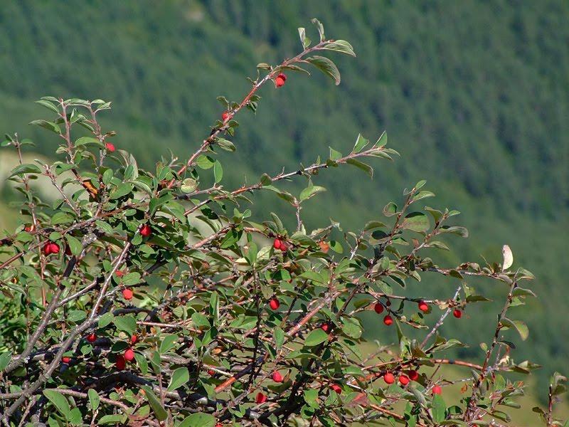 Cotoneaster integerrimus - Garden.org