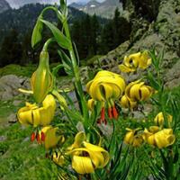Photo of the bloom of Pyrenean Lily (Lilium pyrenaicum) posted by ...