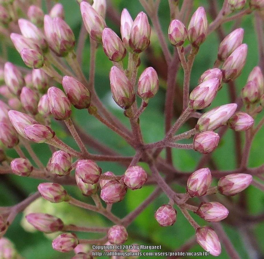 Joe Pye Weed: Plant Care and Collection of Varieties - Garden.org