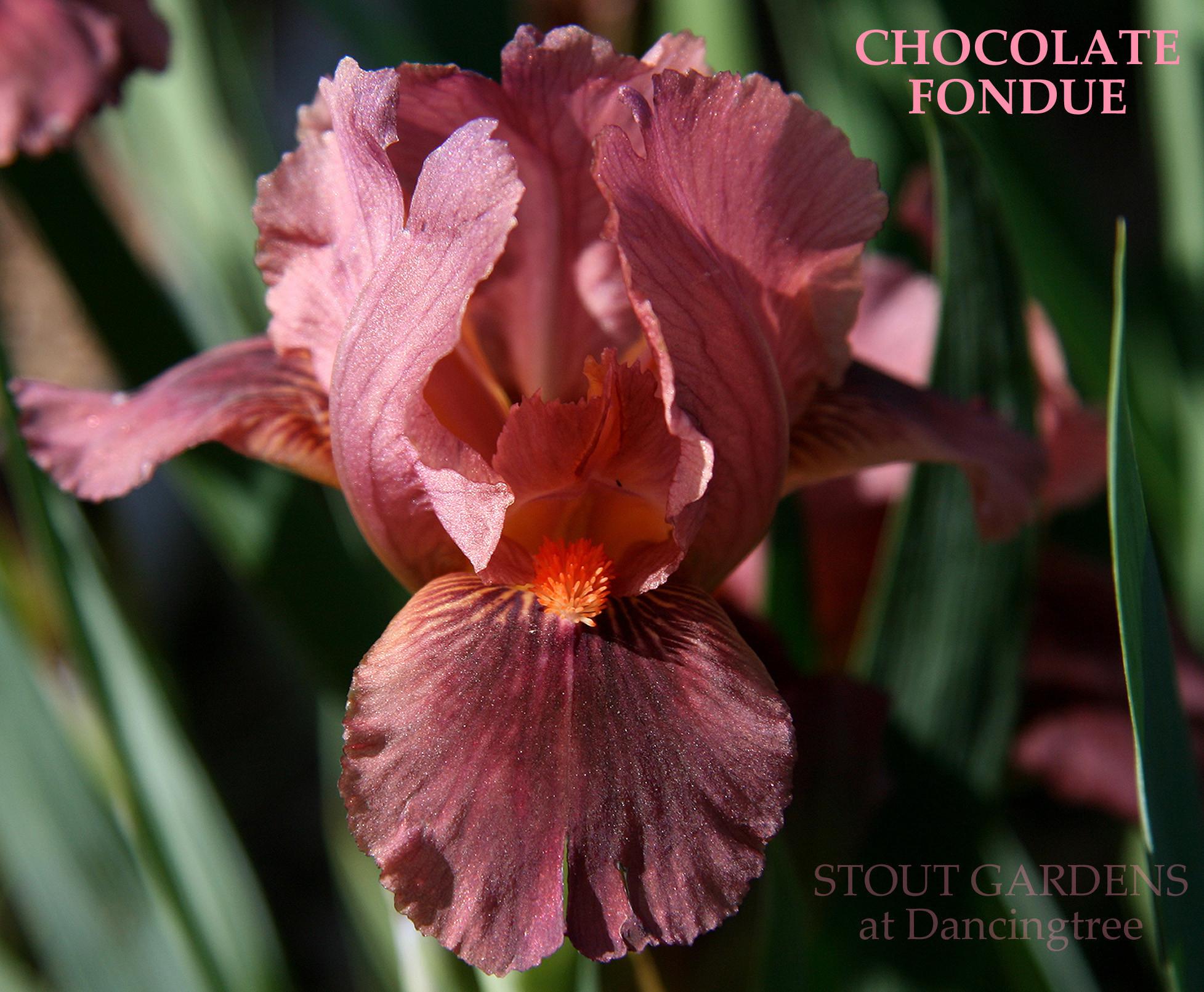Standard Dwarf Bearded Iris (Iris 'Chocolate Fondue') in the Irises ...