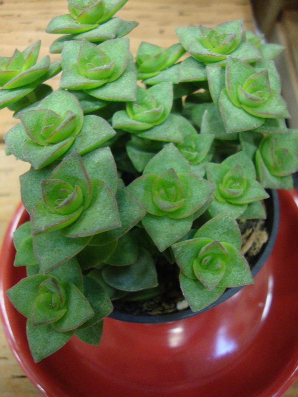 Photo of the entire plant of String of Buttons (Crassula perforata ...