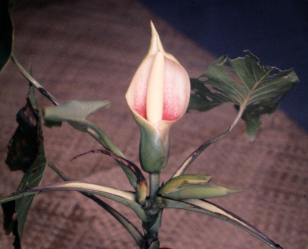 Photo of the entire plant of Moco-Moco (Montrichardia arborescens ...