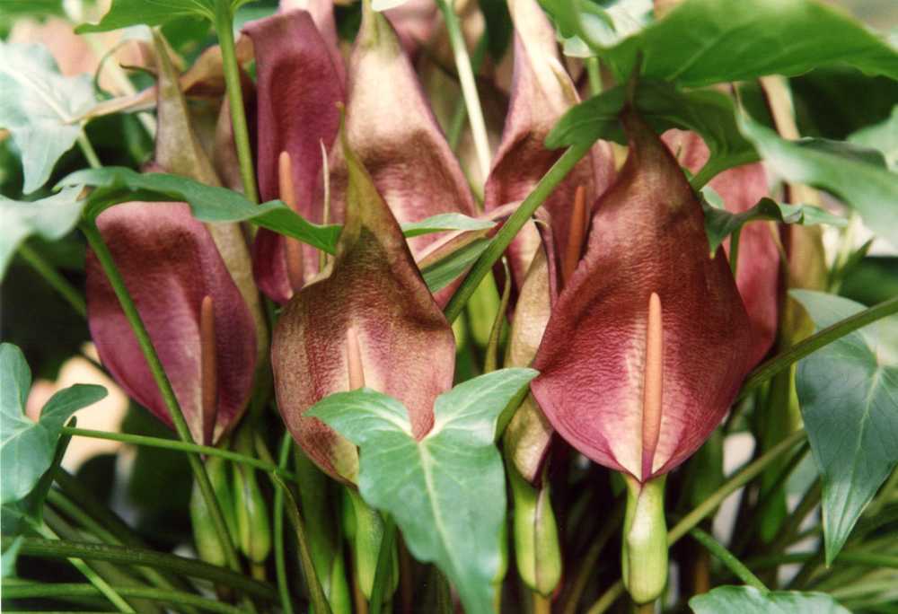 Arum apulum in the Arums Database - Garden.org