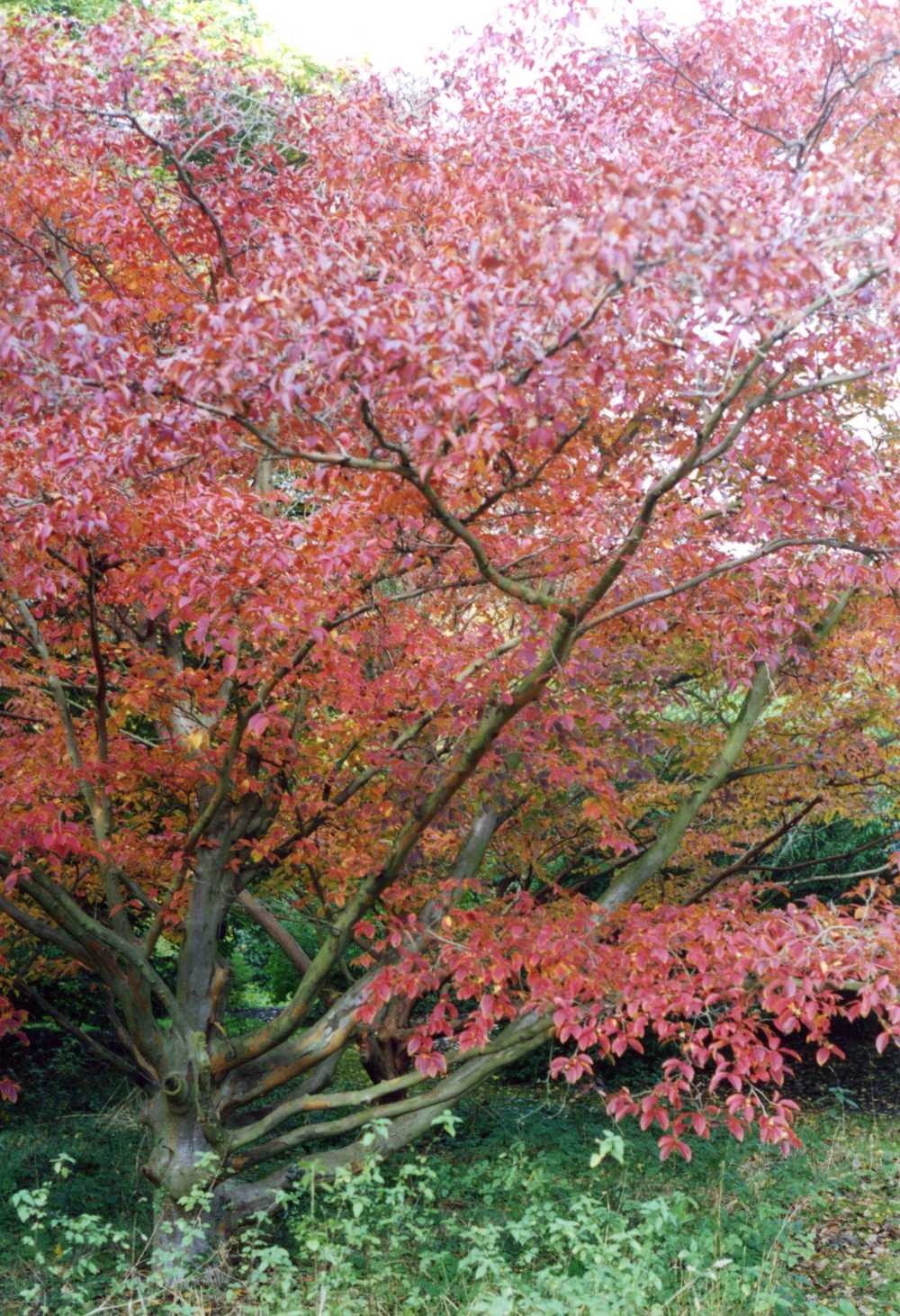 Photo of the entire plant of Japanese Stewartia (Stewartia ...