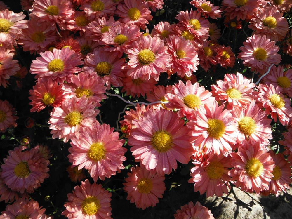 Daisy Flowered Mum (Chrysanthemum Mammoth™ Daisy Coral) - Garden.org