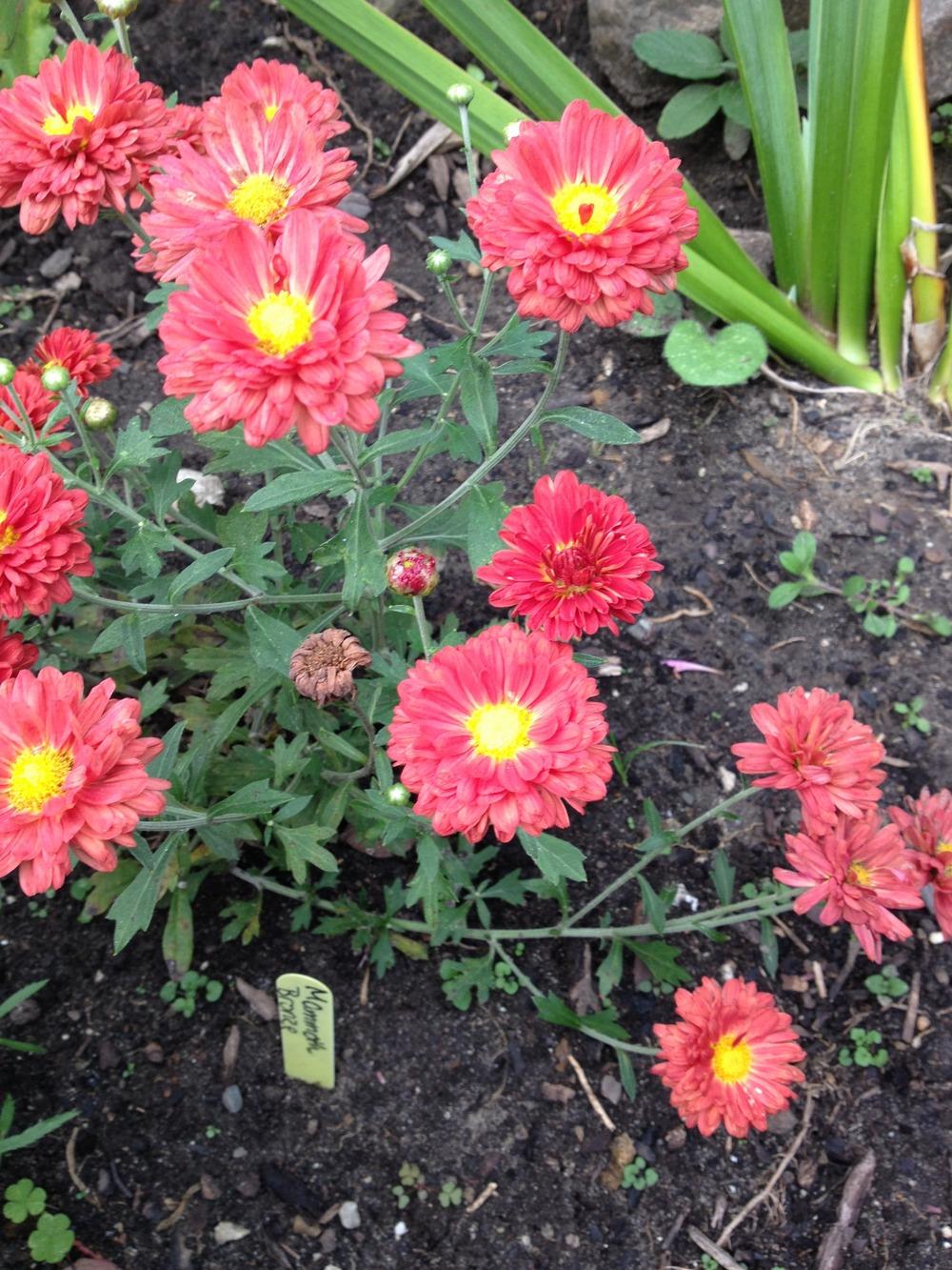 Daisy Flowered Mum (Chrysanthemum x morifolium Mammoth™ Daisy Dark ...