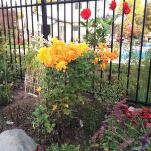 Football Mum (Chrysanthemum 'Ticonderoga') - Garden.org