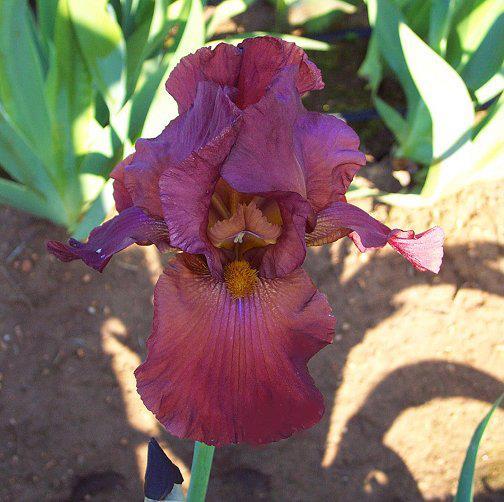 Tall Bearded Iris (Iris 'My Friend Jonathan') in the Irises Database ...