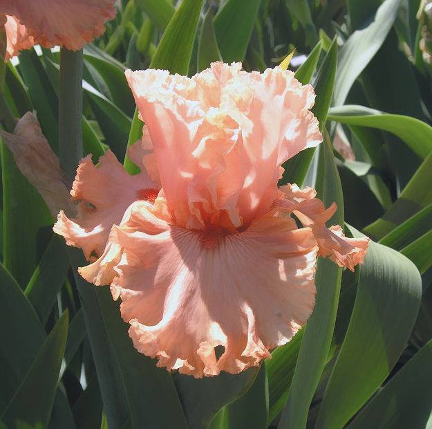 Photo of the bloom of Tall Bearded Iris (Iris 'Maria Malibran') posted ...