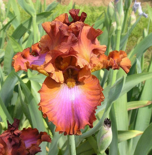 Photo of the bloom of Tall Bearded Iris (Iris 'Mad World') posted by ...