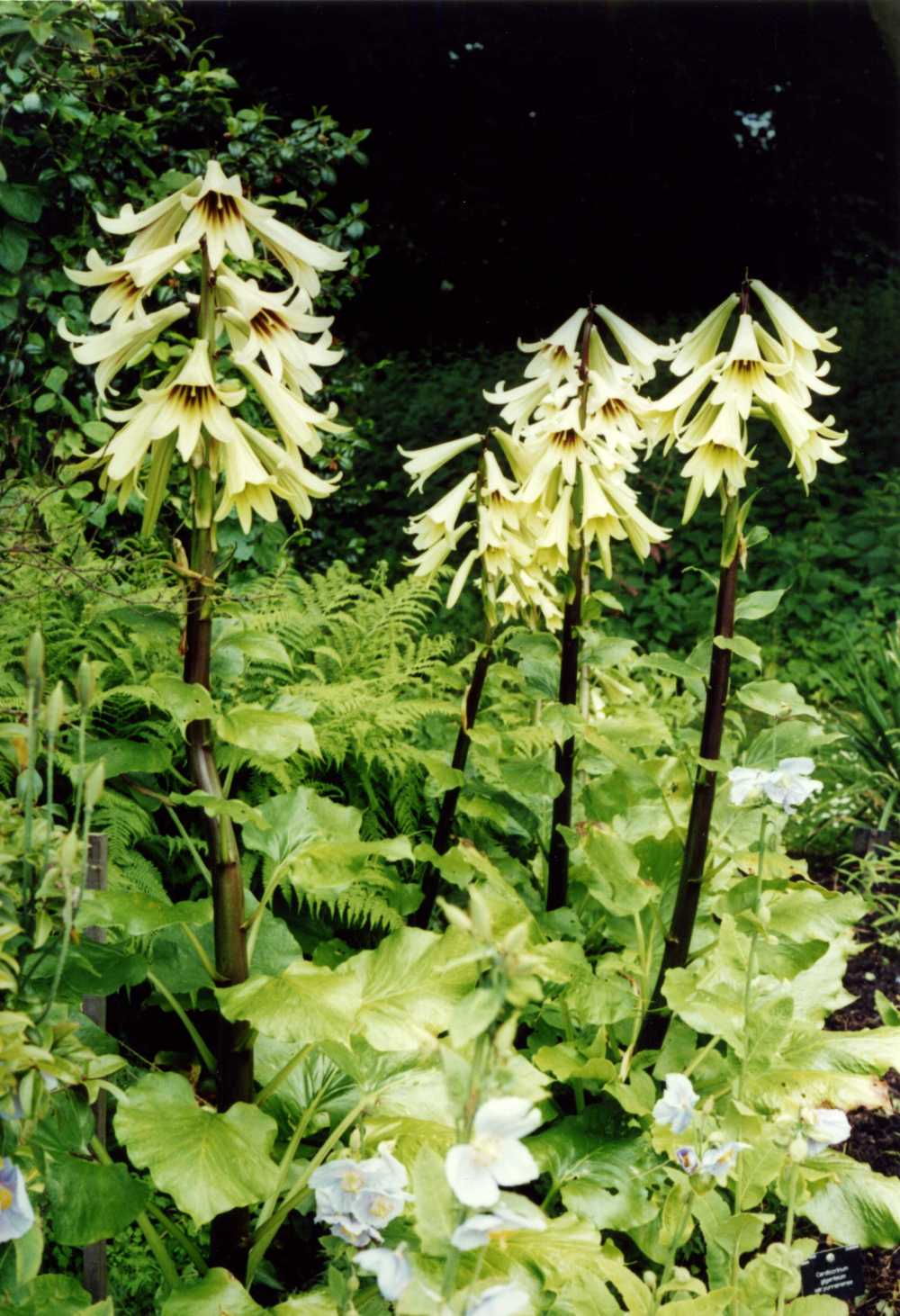 Photo of the entire plant of Giant Himalayan Lily (Cardiocrinum ...