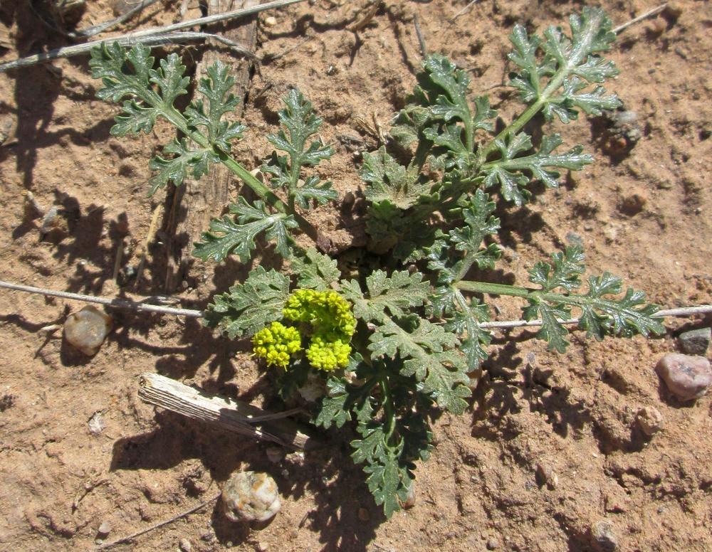 Fendler's Spring Parsley (Cymopterus glomeratus var. fendleri) - Garden.org