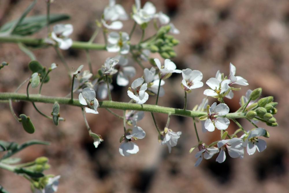 Spectacle Pod (Dimorphocarpa wislizenii) - Garden.org