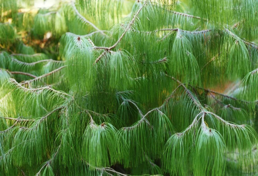Mexican Weeping Pine (Pinus patula) - Garden.org