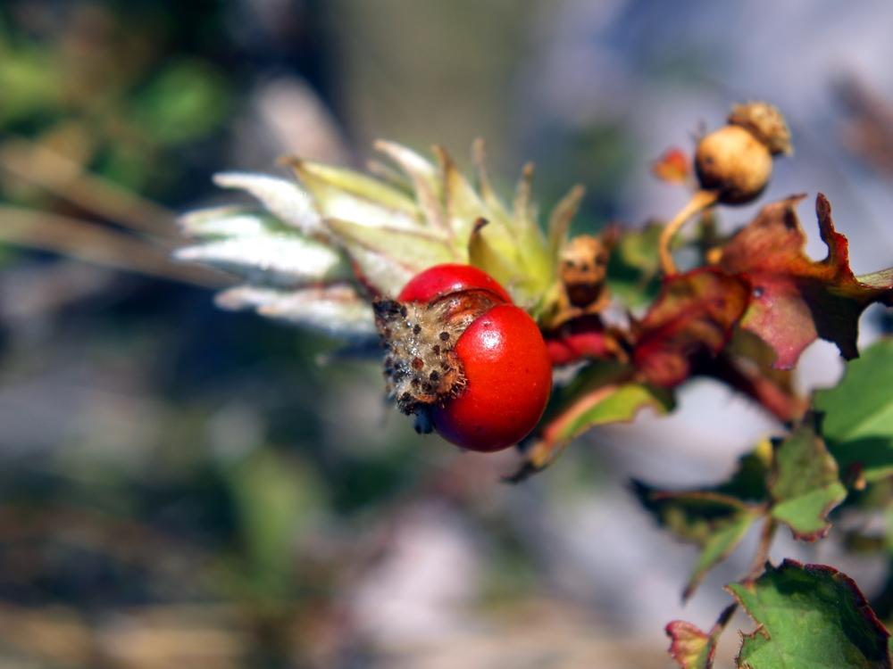 Rose (Rosa arkansana var. suffulta) in the Roses Database - Garden.org