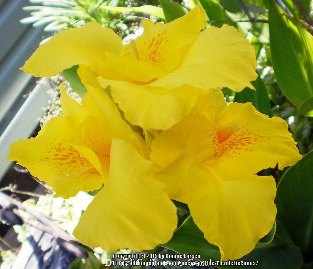 Canna (Canna x generalis 'Lemon Gem') in the Cannas Database - Garden.org