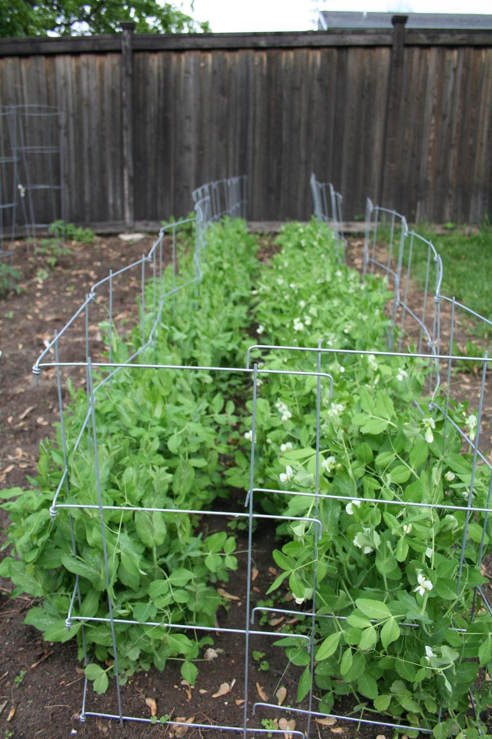 Edible-podded Pea (Lathyrus oleraceus 'Sugar Sprint') - Garden.org