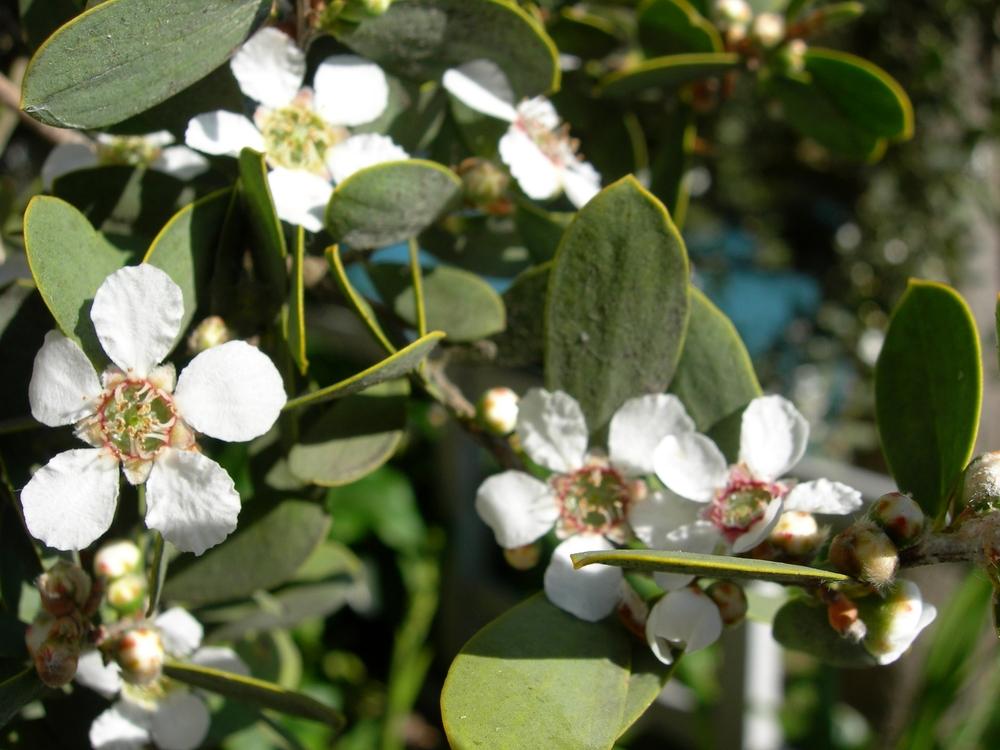 Photo of the bloom of Coast Tea Tree (Leptospermum laevigatum) posted ...