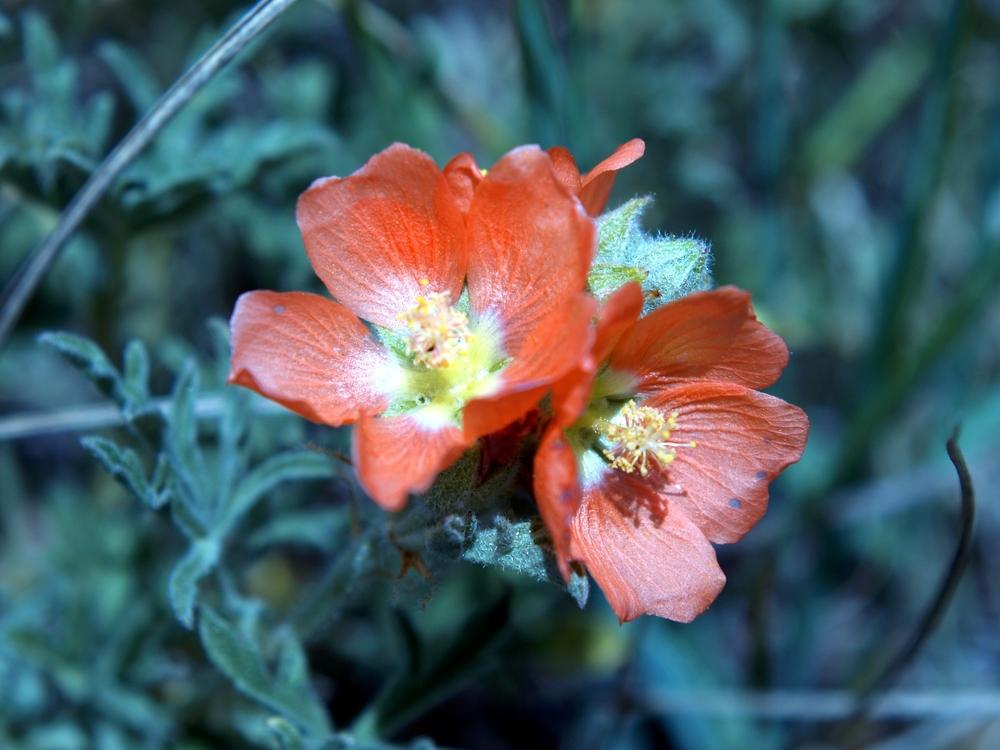 Photo of the bloom of Scarlet Globemallow (Sphaeralcea coccinea) posted ...