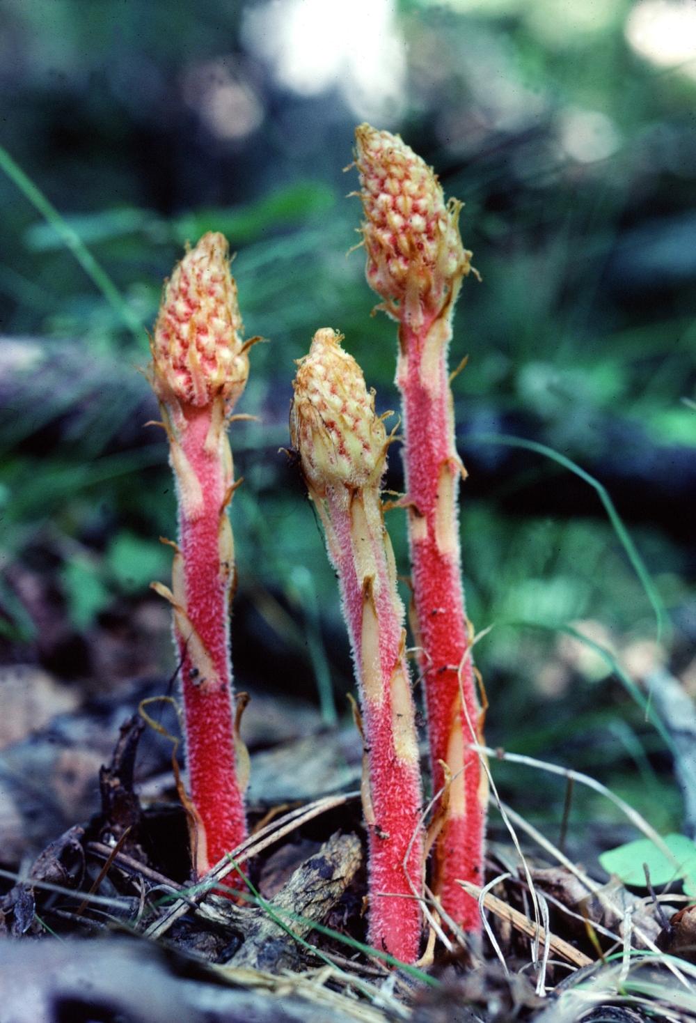 Pinedrops (Pterospora andromedea) - Garden.org