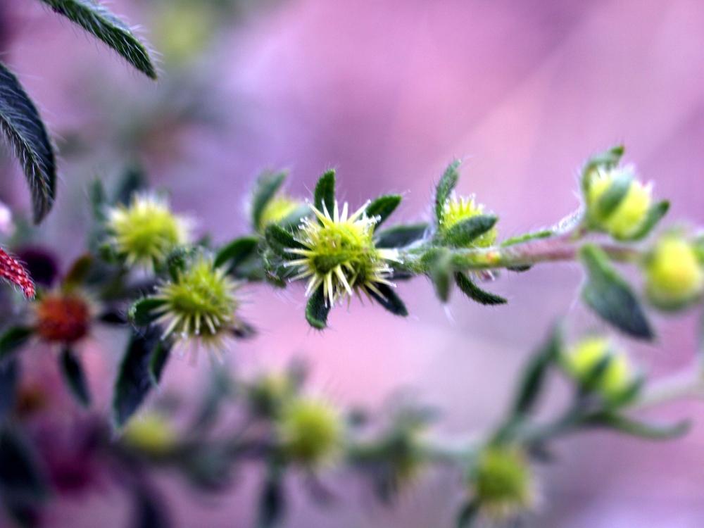 Lappula occidentalis - Garden.org