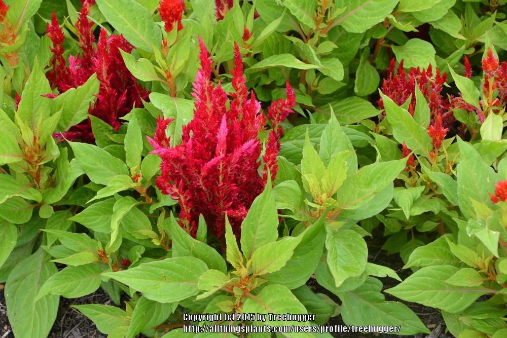Photo of the leaves of Cockscomb (Celosia argentea 'Fresh Look Red ...