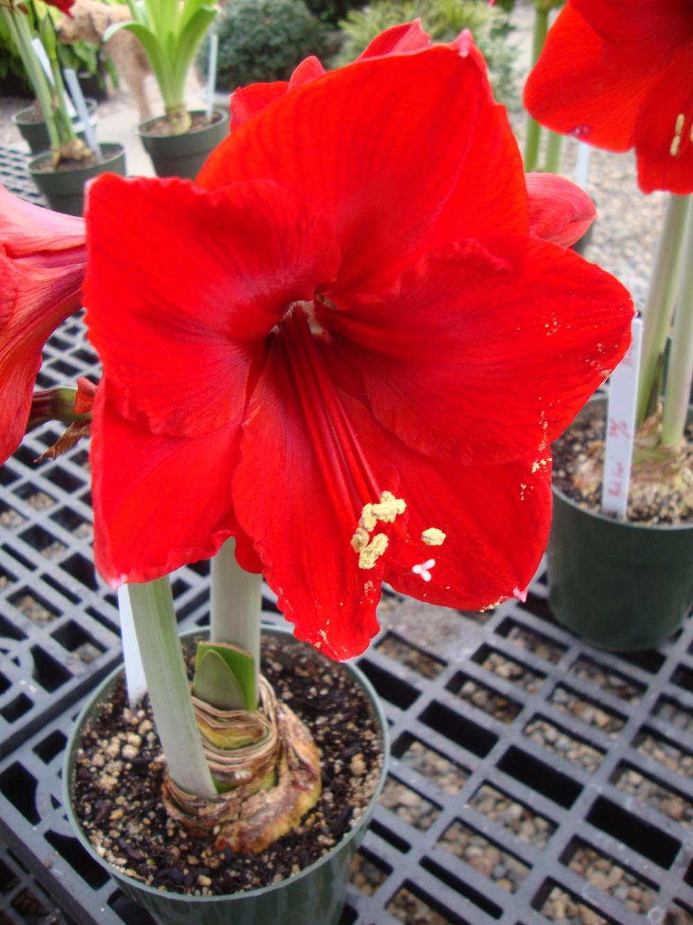 Photo of the bloom of Amaryllis (Hippeastrum 'Red Lion') posted by ...