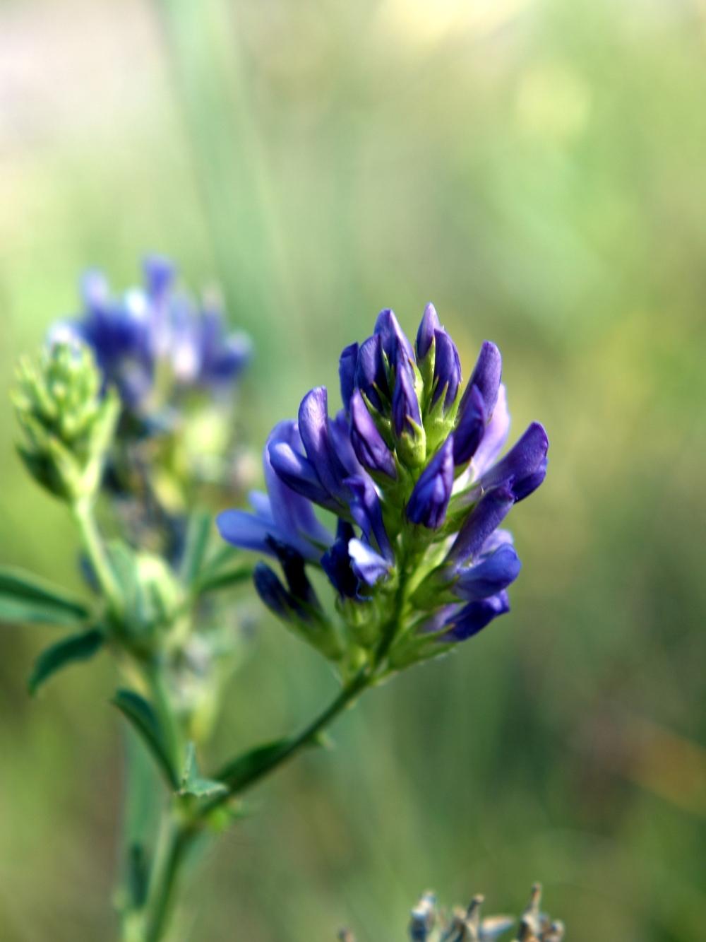 Photo of the bloom of Large Indian breadroot (Pediomelum esculentum ...