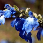 Photo of the entire plant of Blue Sage (Salvia azurea) posted by ...