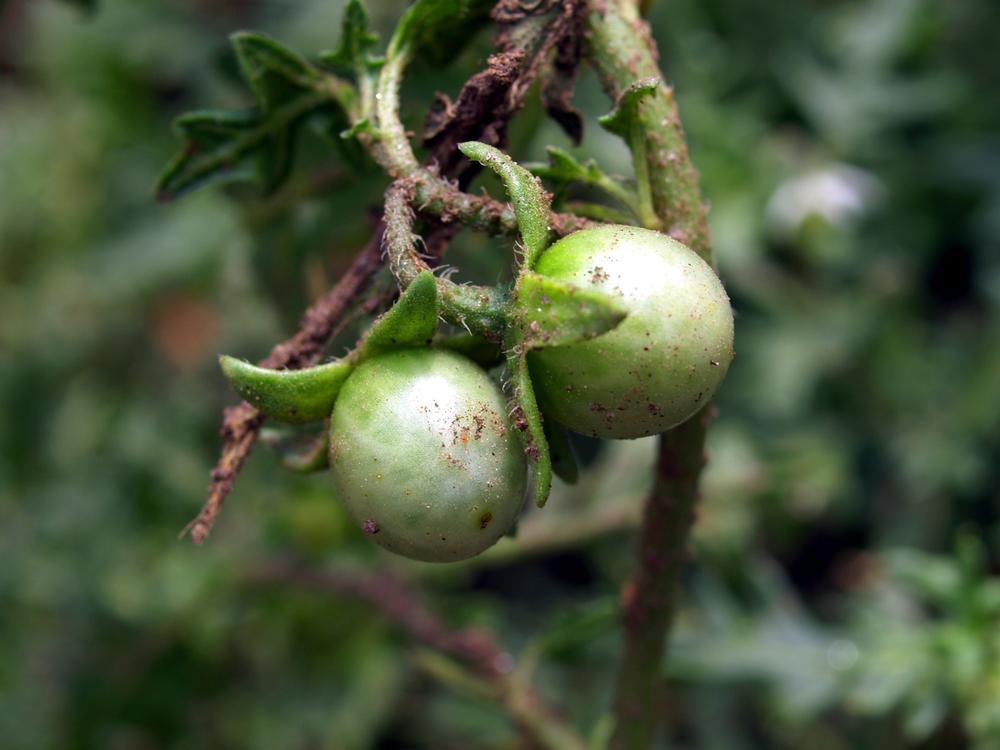 Cutleaf Nightshade (Solanum triflorum) - Garden.org