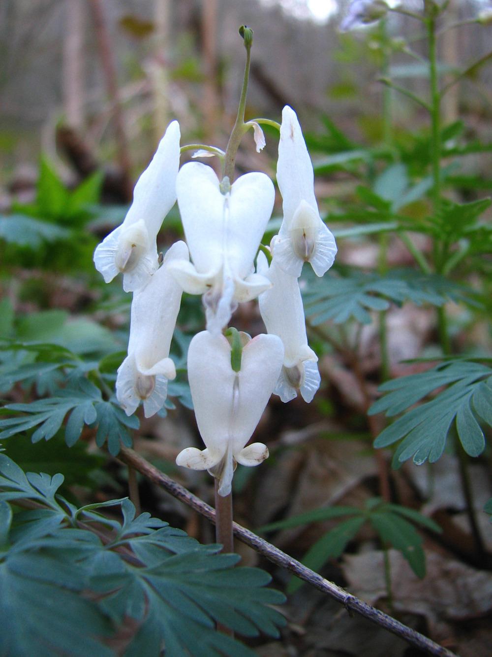 Bleeding Hearts: Plant Care and Collection of Varieties - Garden.org